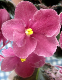 Apache Heartbeat – bloomlovers.com